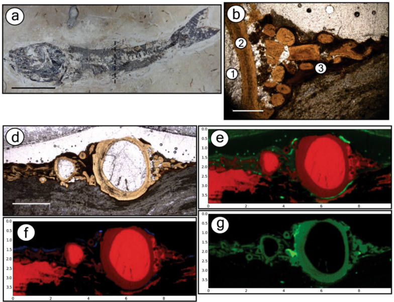 Getting Eye to Eye (and Muscles) on Fish Fossils – LNLS