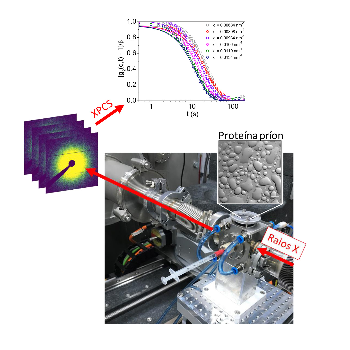 Brazilian article published in Science Advances sheds light on the ...